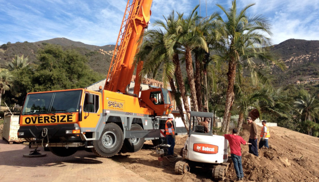 Tree Care Santa Barbara, CA | Gosnell Tree & Landscape